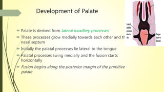 Embryology of the face, nose & pns beba | PPTX