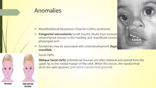 Embryology of the face, nose & pns beba | PPTX
