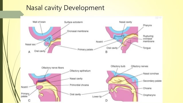 Embryology of the face, nose & pns beba