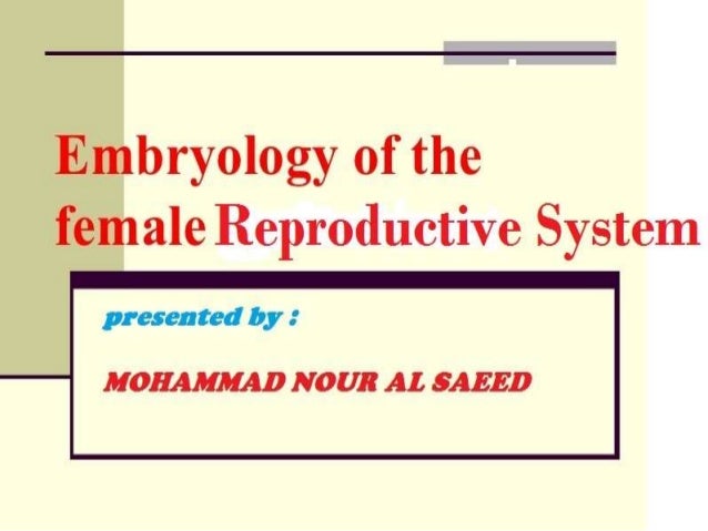 Embryology Of Female External Genitalia Vulva Diagram