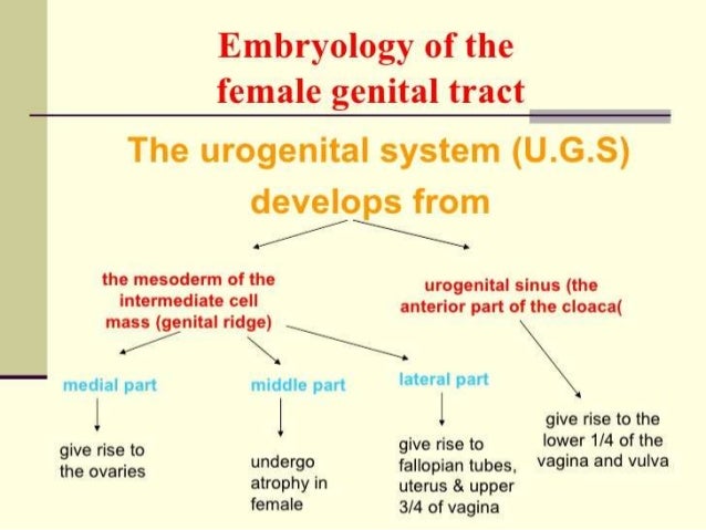 Embryology Of The Female Reproductive System