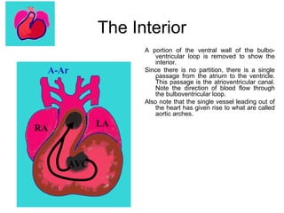 Embryology of the heart | PPT