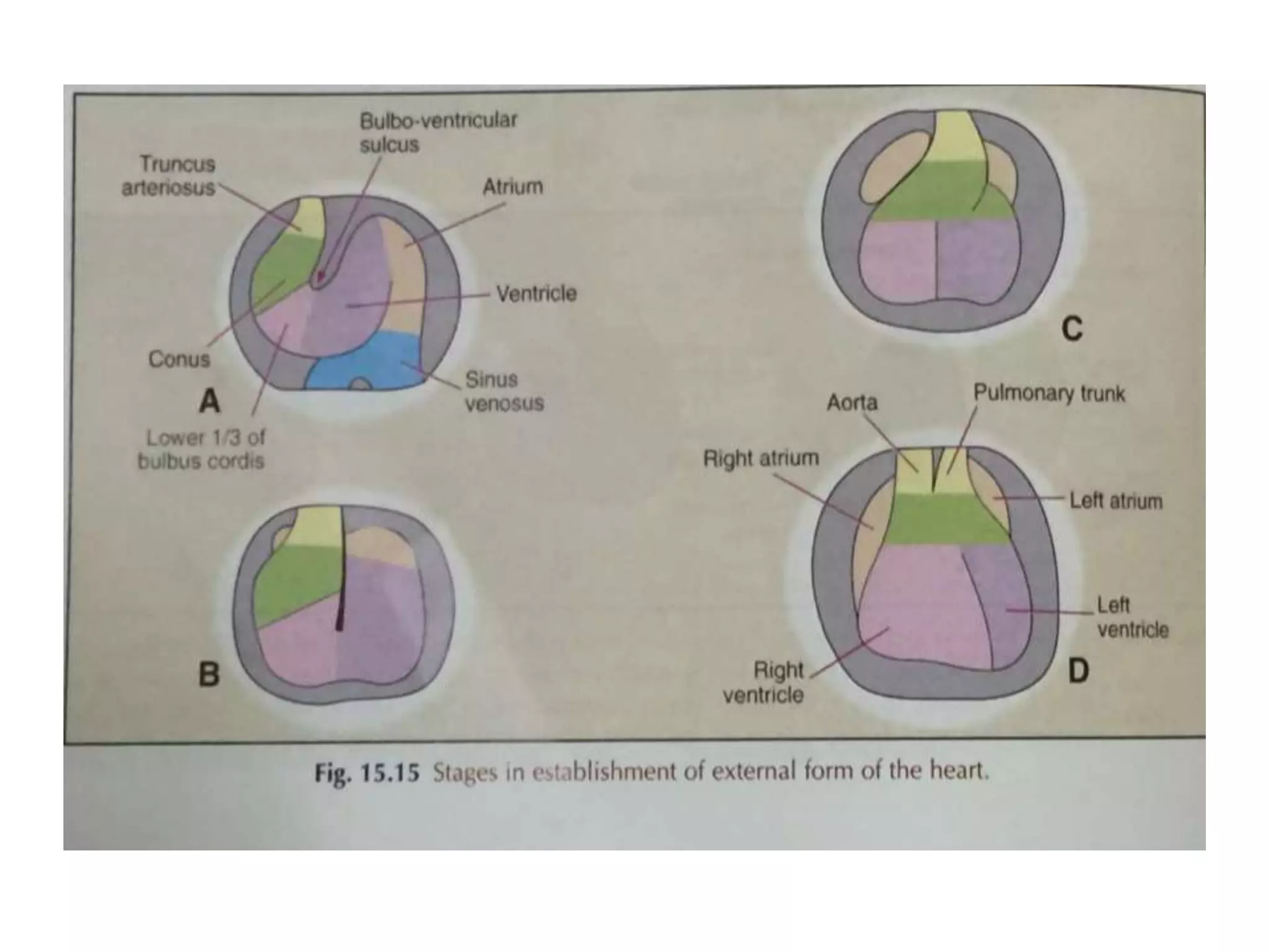 Embryology of the heart | PPTX