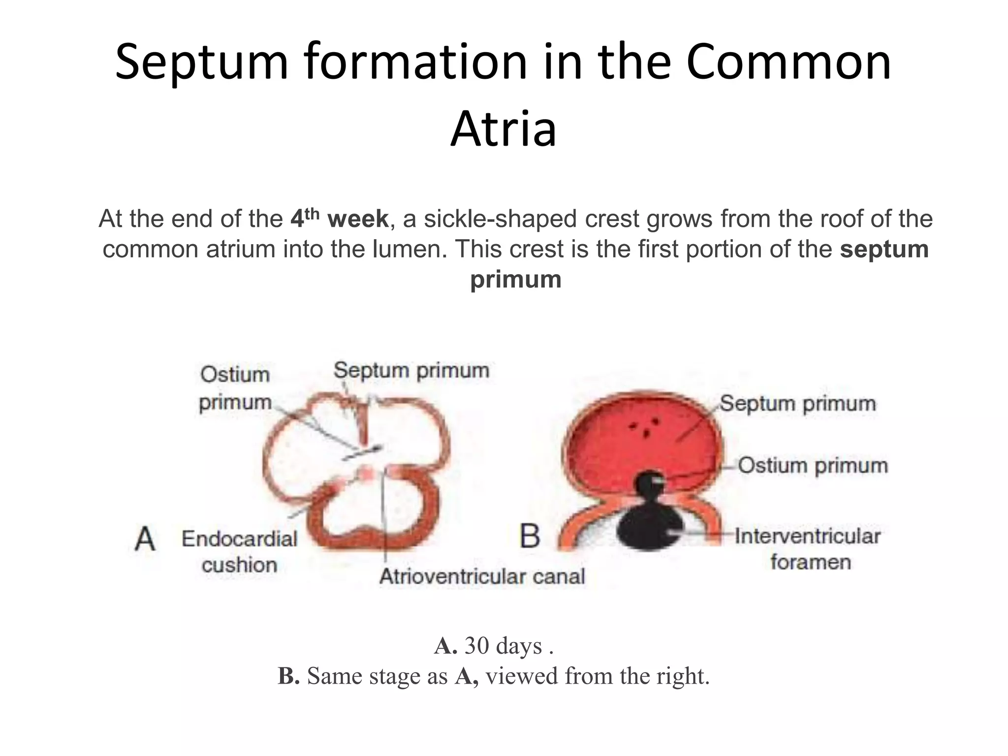Embryology of the heart | PPTX