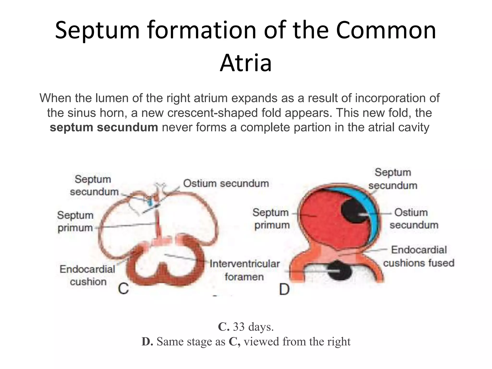 Embryology of the heart | PPTX