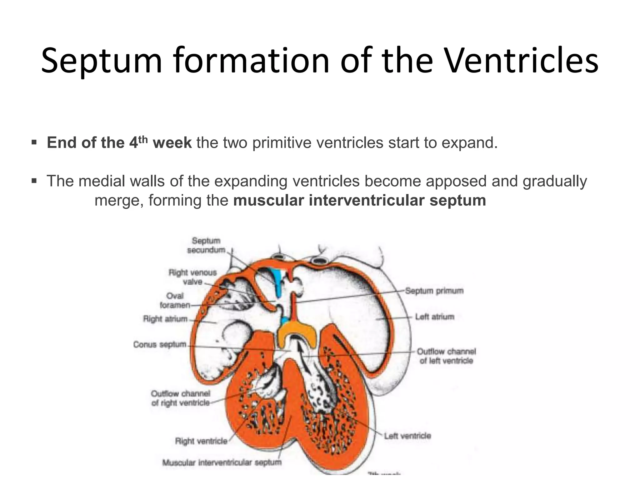 Embryology of the heart | PPTX