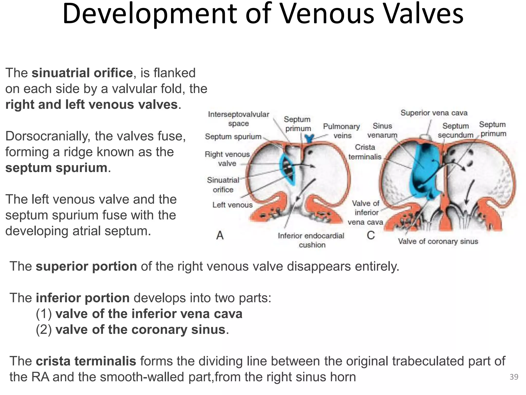 Embryology of the heart | PPTX