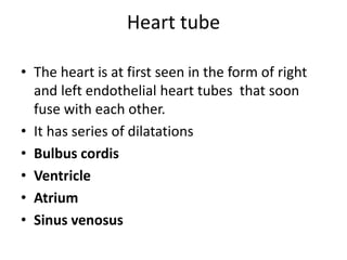 Embryology of the heart | PPTX