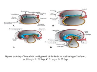 Embryology of the heart | PPTX