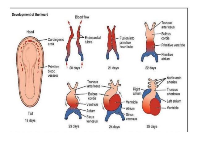 Embryology of the heart