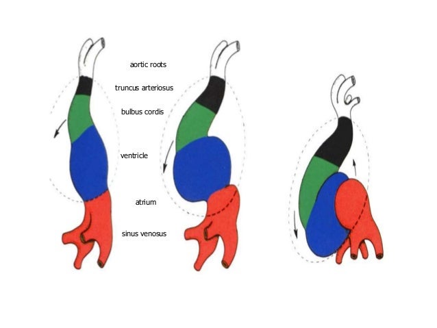 Embryology of the heart