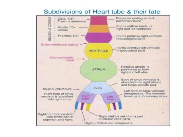 Embryology of the heart