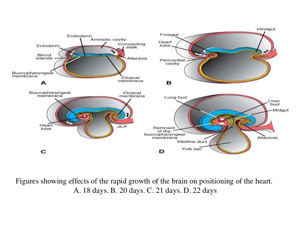 Embryology of the heart