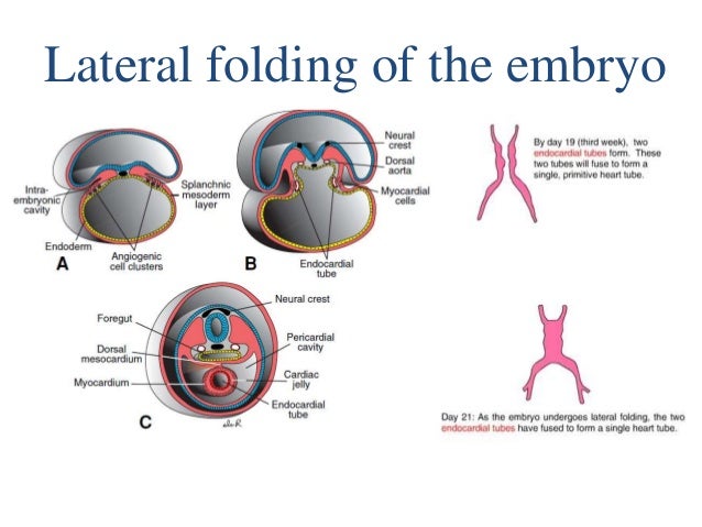 Embryology of the heart