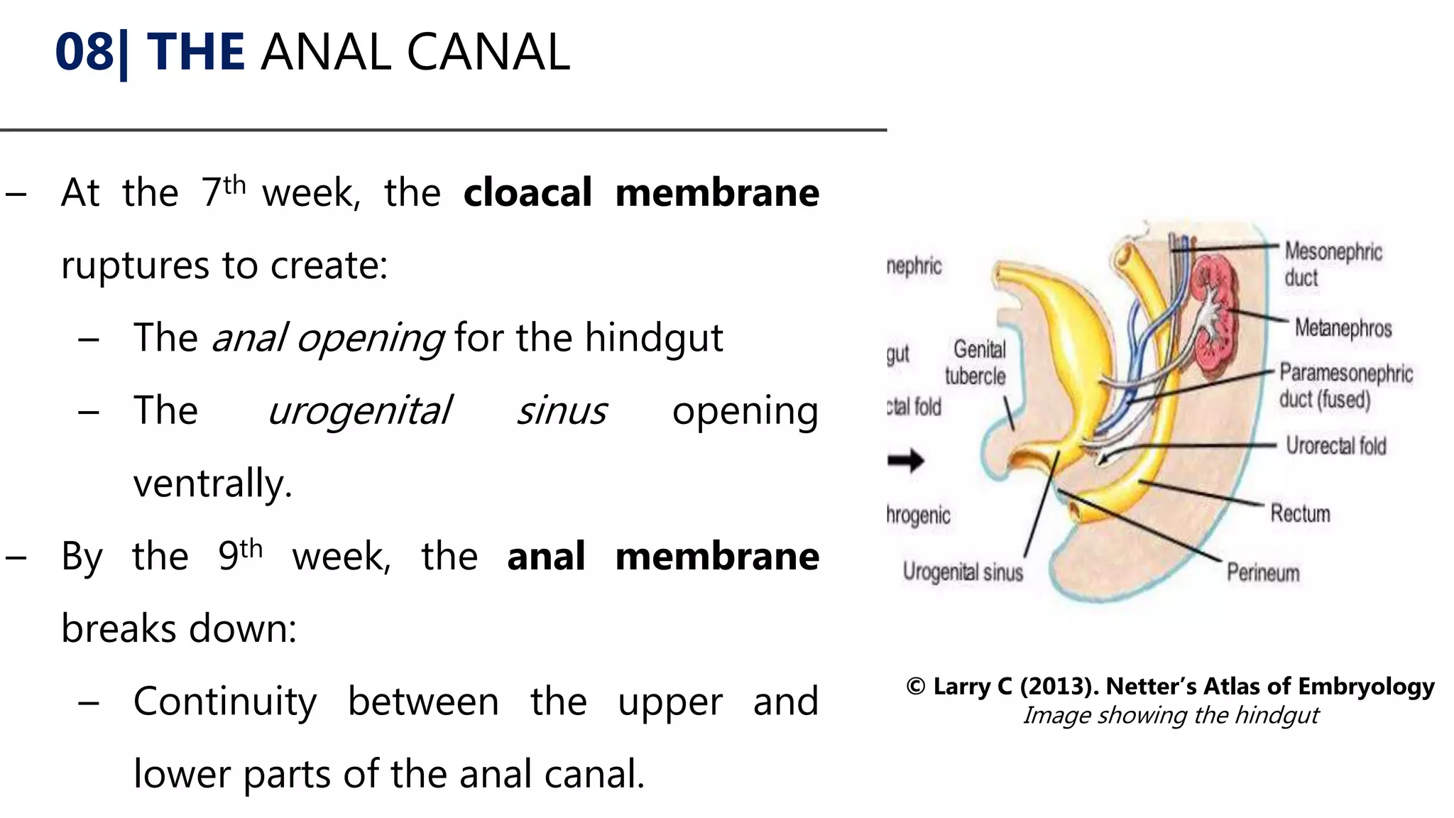 A seminar presentation on the embryology of the hindgut | PPTX