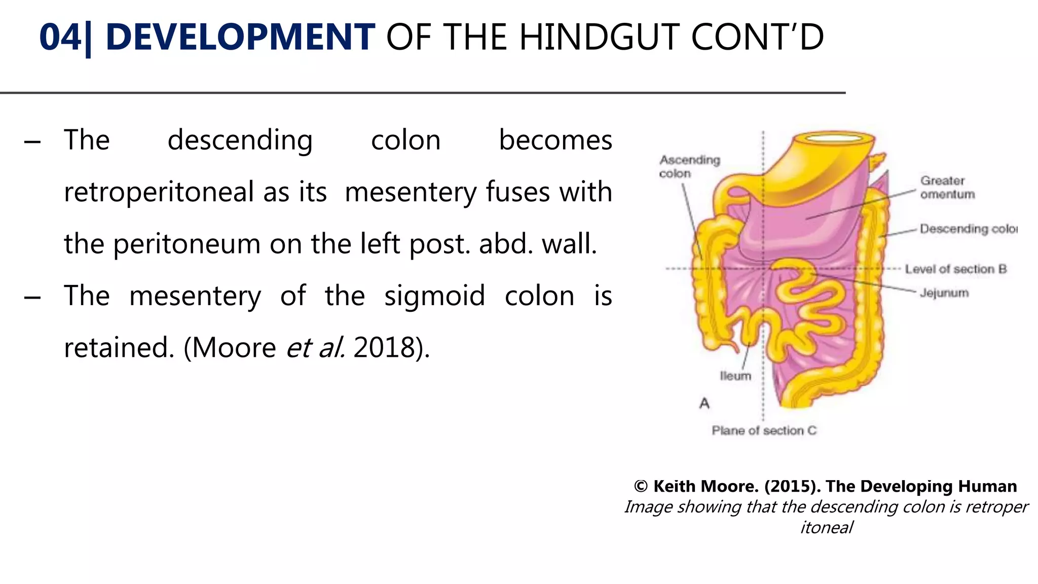 A seminar presentation on the embryology of the hindgut | PPTX