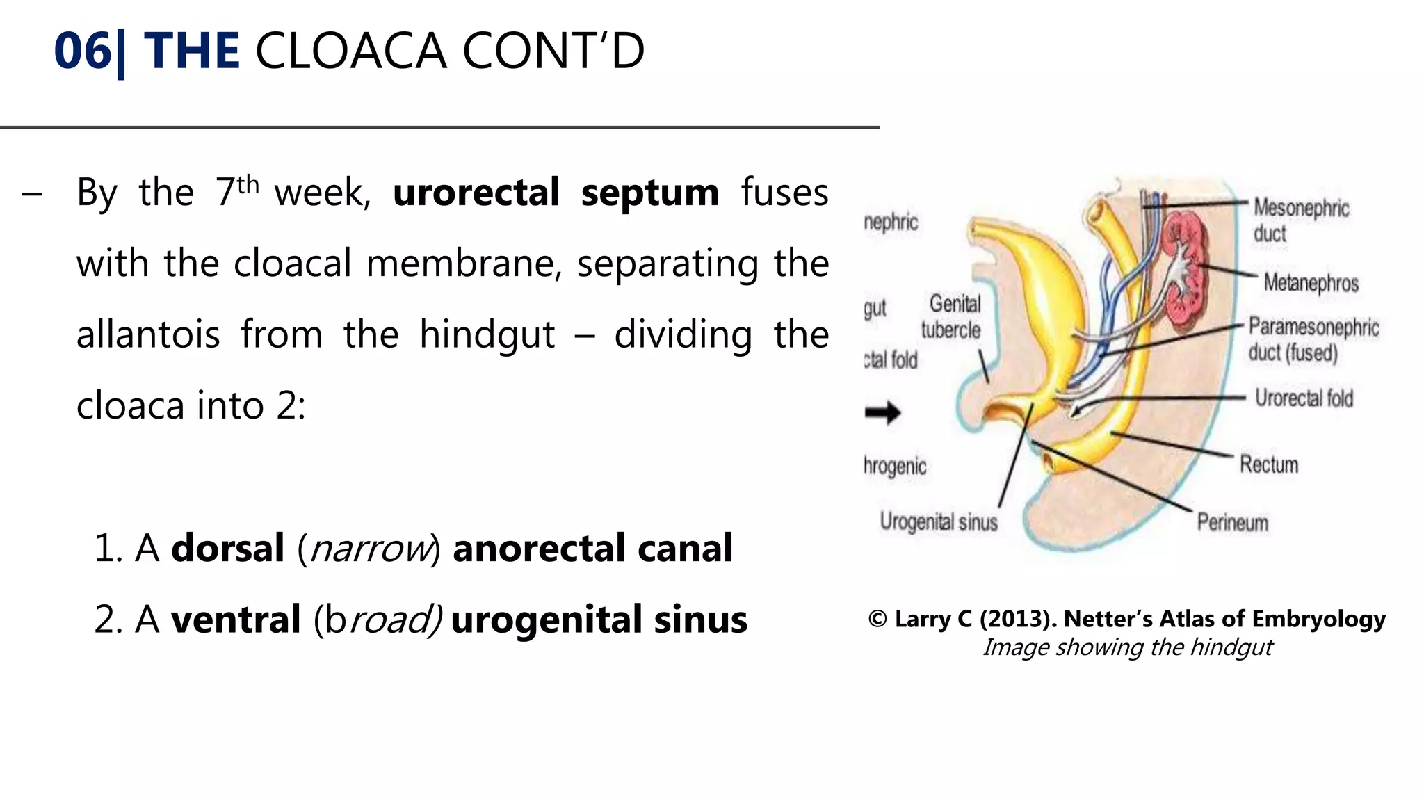 A seminar presentation on the embryology of the hindgut | PPTX