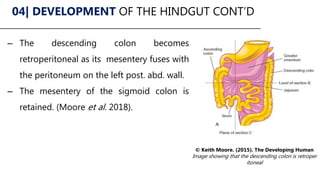 A seminar presentation on the embryology of the hindgut | PPT