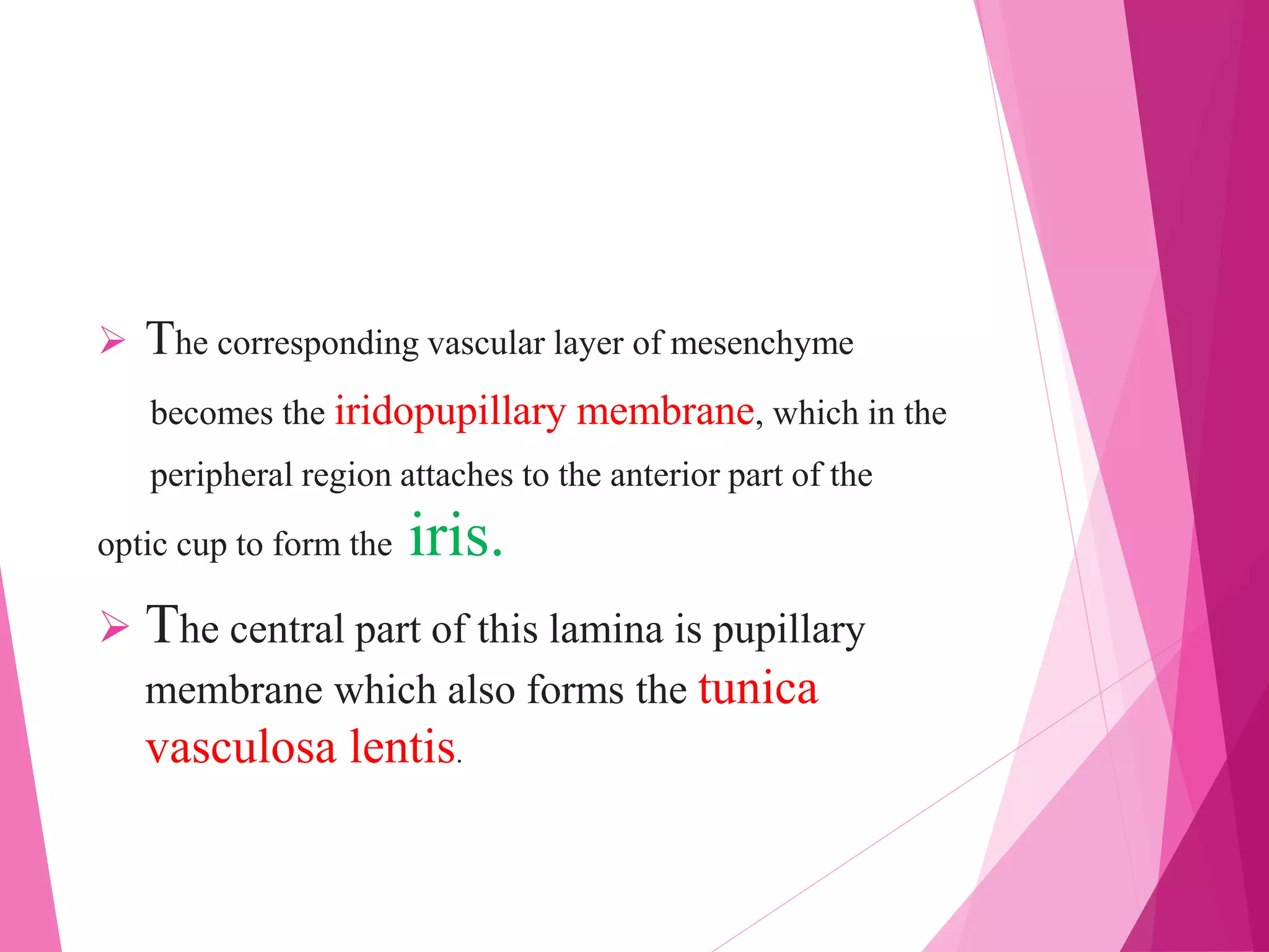 Embryology of the human eye | PPTX