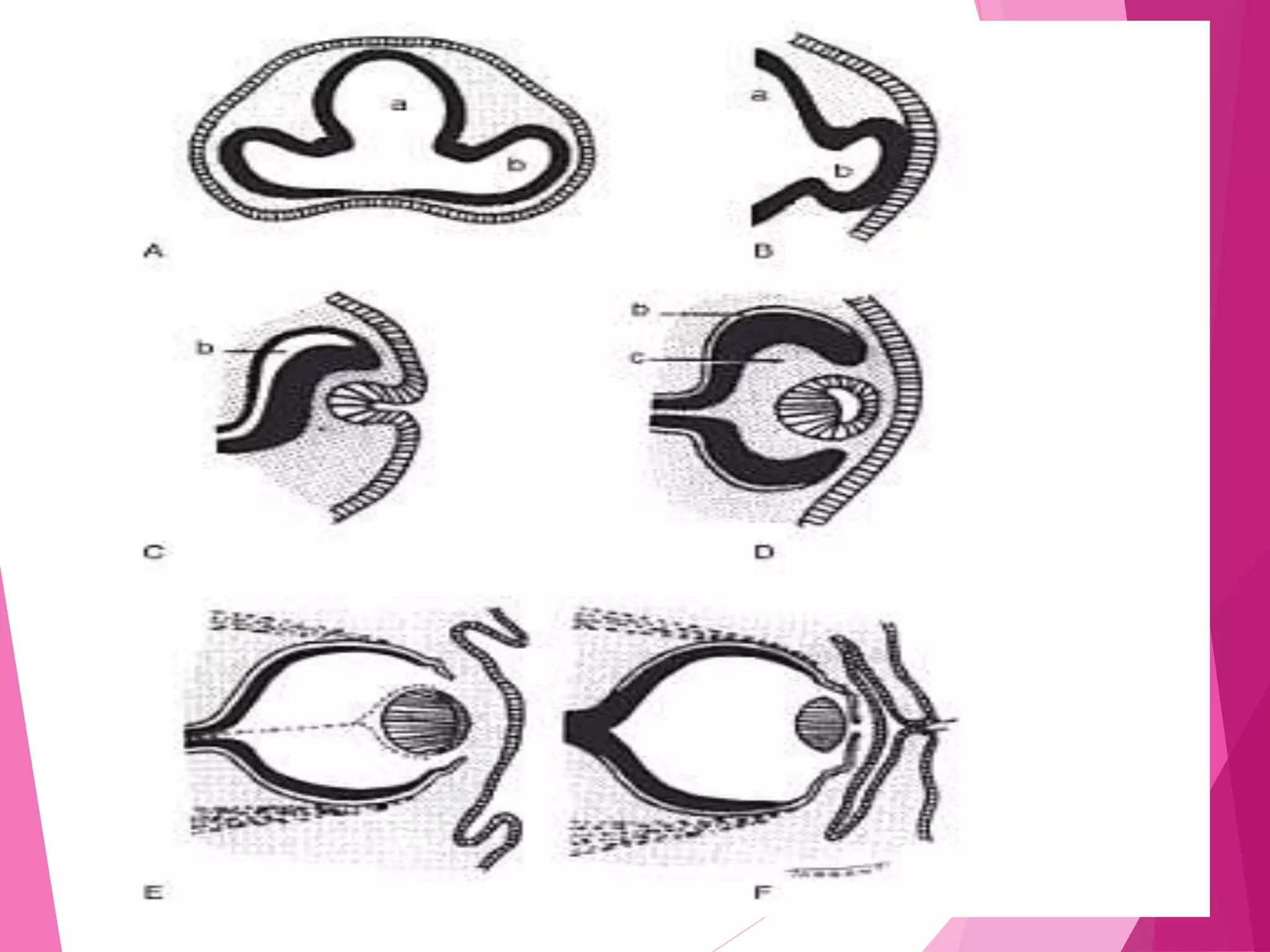 Embryology of the human eye | PPTX