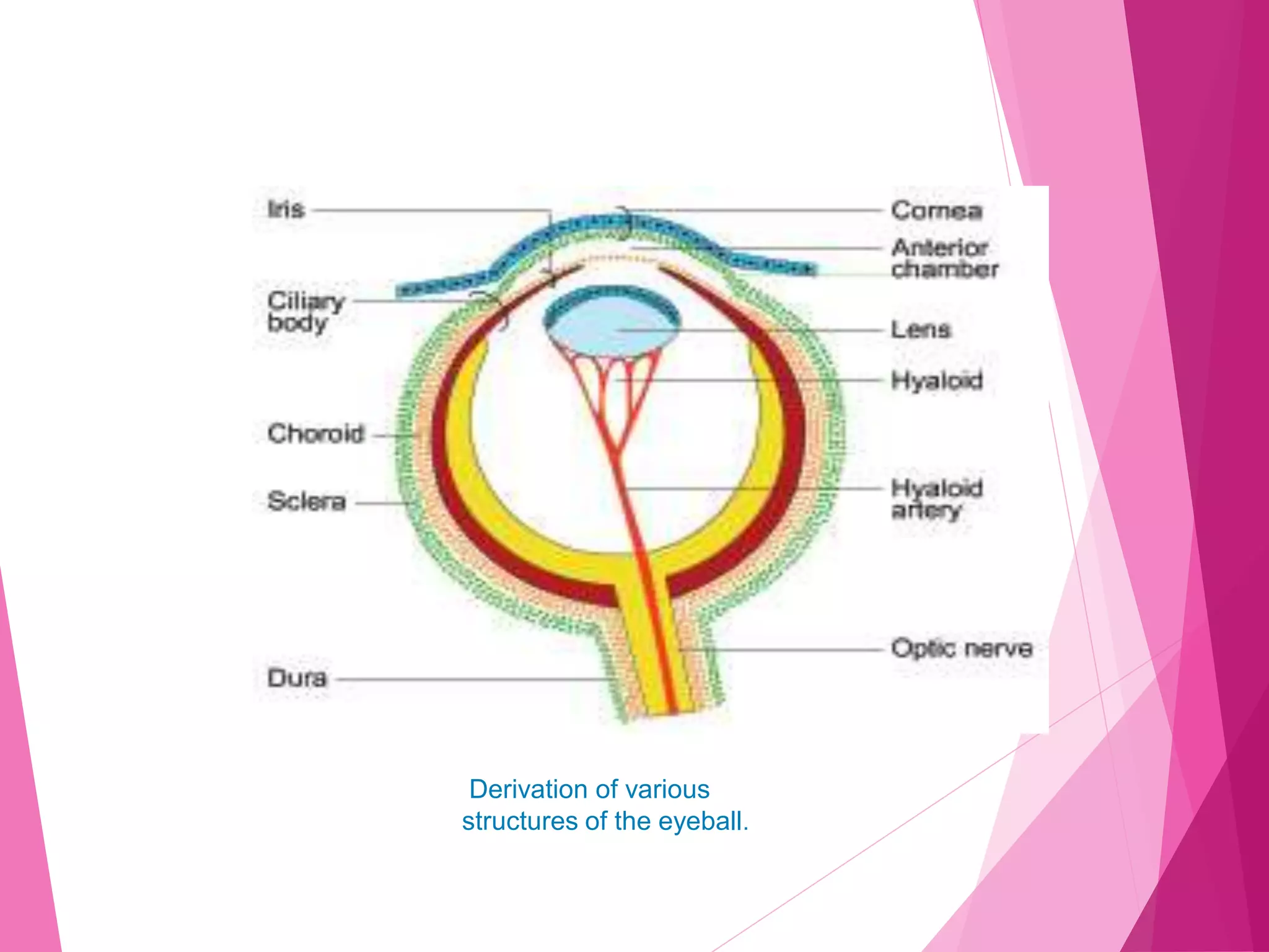 Embryology of the human eye | PPTX
