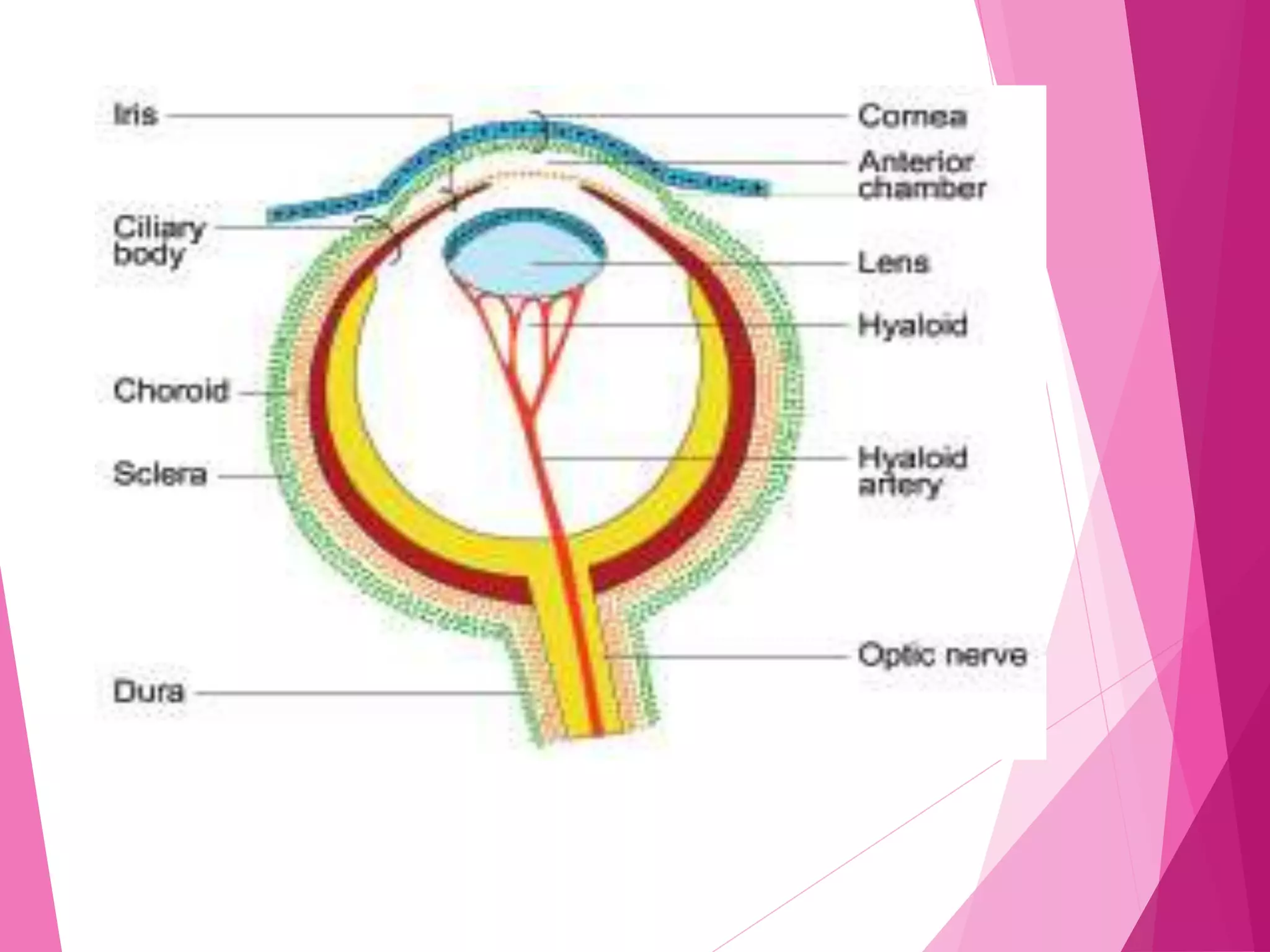 Embryology of the human eye | PPTX