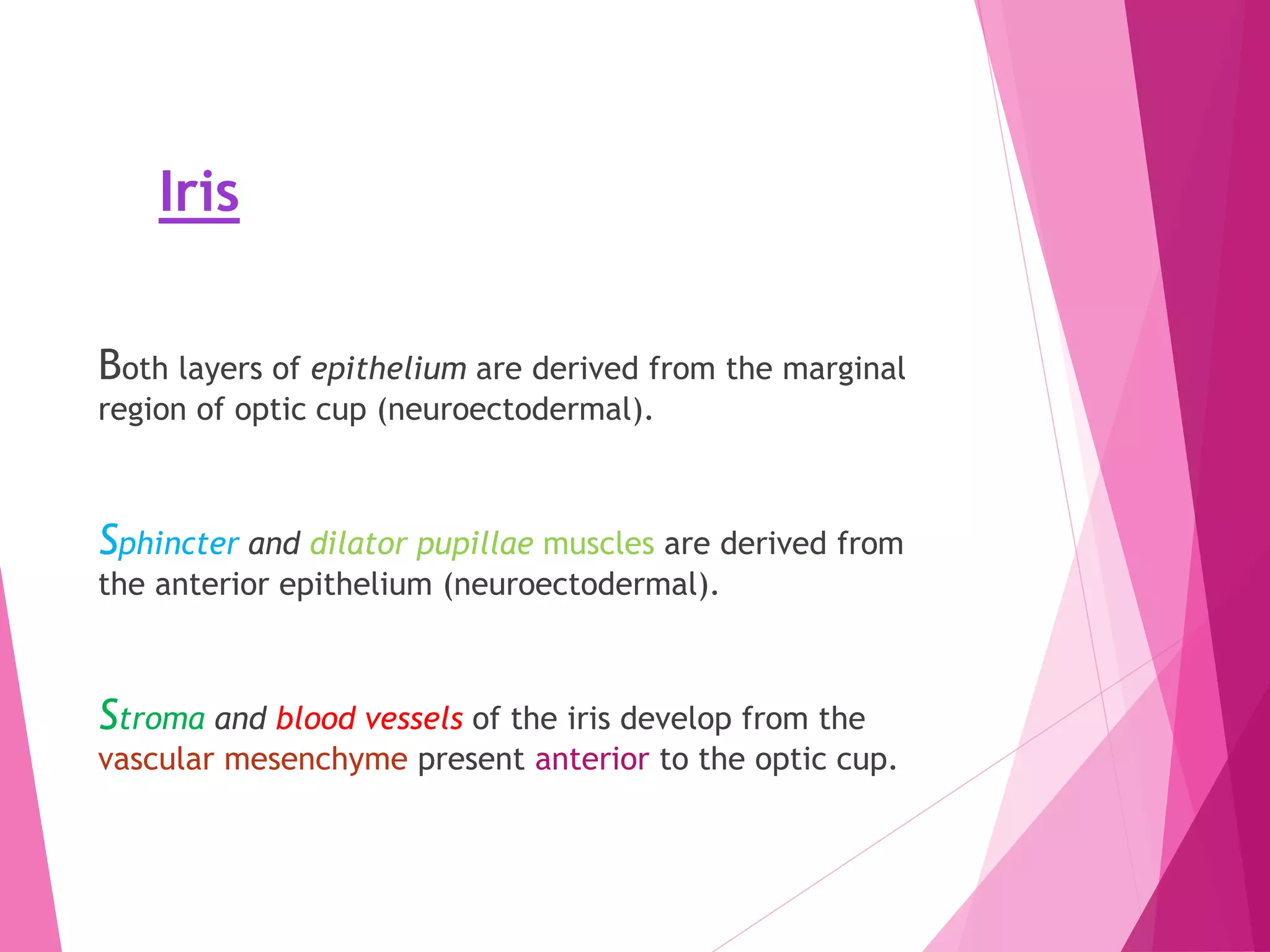 Embryology of the human eye | PPTX