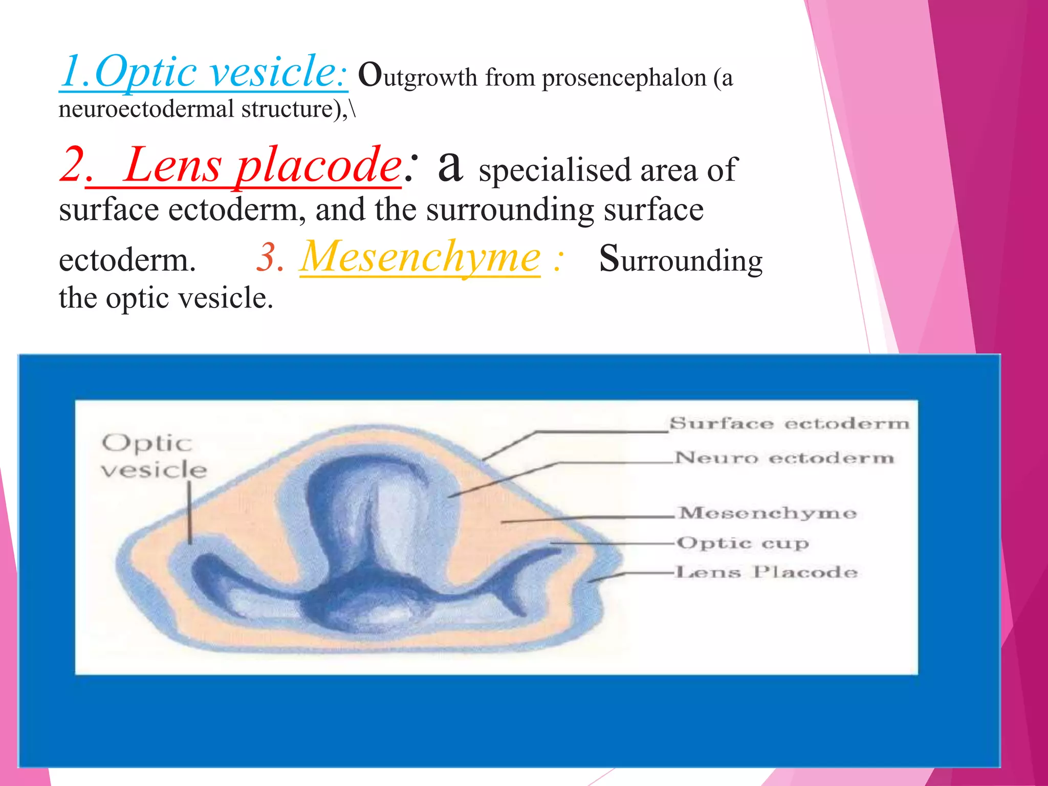 Embryology of the human eye | PPTX