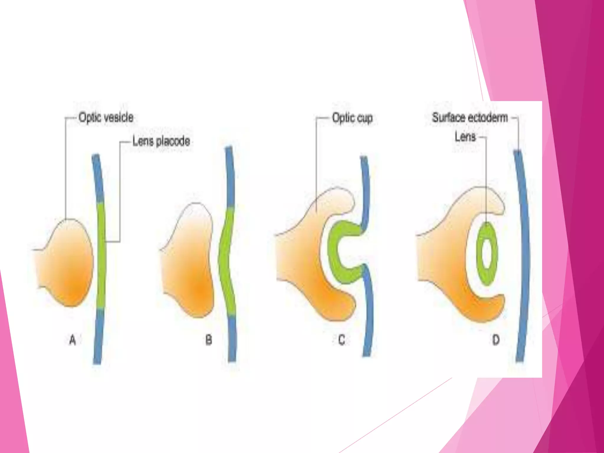 Embryology of the human eye | PPTX