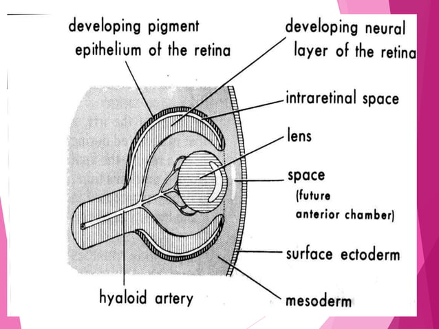 Embryology of the human eye | PPTX