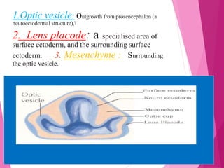 Embryology of the human eye | PPTX
