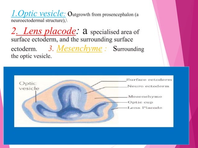 Embryology of the human eye | PPTX