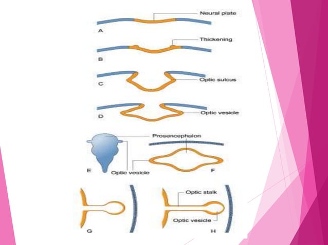 Embryology of the human eye | PPTX