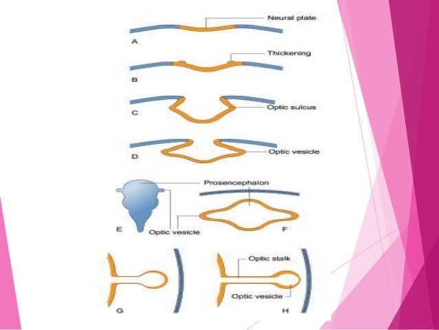 Embryology of the human eye