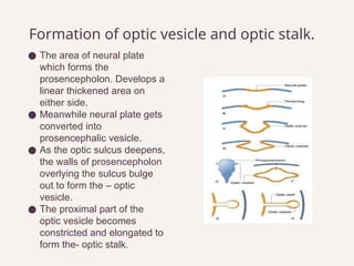 EMBRYOLOGY_OF_THE_HUMAN_EYE__1_ (1).pptx