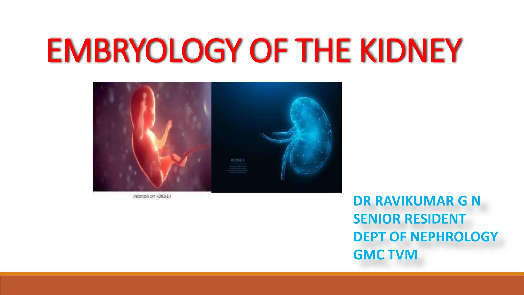 Embryology of the Kidney or Nephrogenesis.pptx