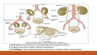 Embryology of the Kidney or Nephrogenesis.pptx