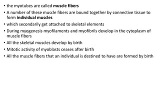Embryology of the muscular system.22.pptx