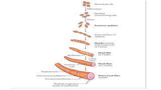 Embryology of the muscular system.22.pptx