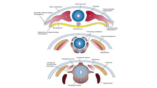 Embryology of the muscular system.22.pptx