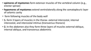 Embryology of the muscular system.22.pptx