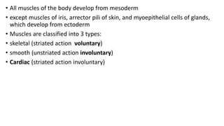 Embryology of the muscular system.22.pptx