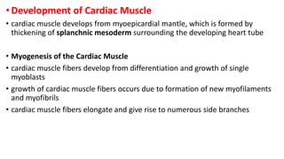 Embryology of the muscular system.22.pptx