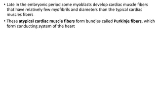 Embryology of the muscular system.22.pptx