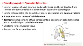 Embryology of the muscular system.22.pptx