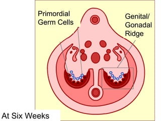 Embryology of the Reproductive Organs newpt.ppt | Infertility ...