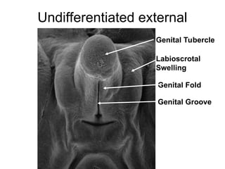 Embryology of the Reproductive Organs newpt.ppt | Infertility ...