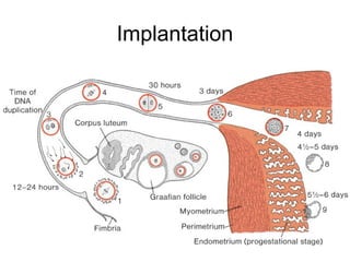 Embryology of the Reproductive Organs newpt.ppt