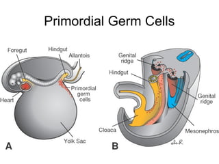Embryology of the Reproductive Organs newpt.ppt | Infertility ...