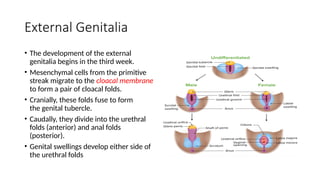 Embryology of the Reproductive System xxxx.pptx